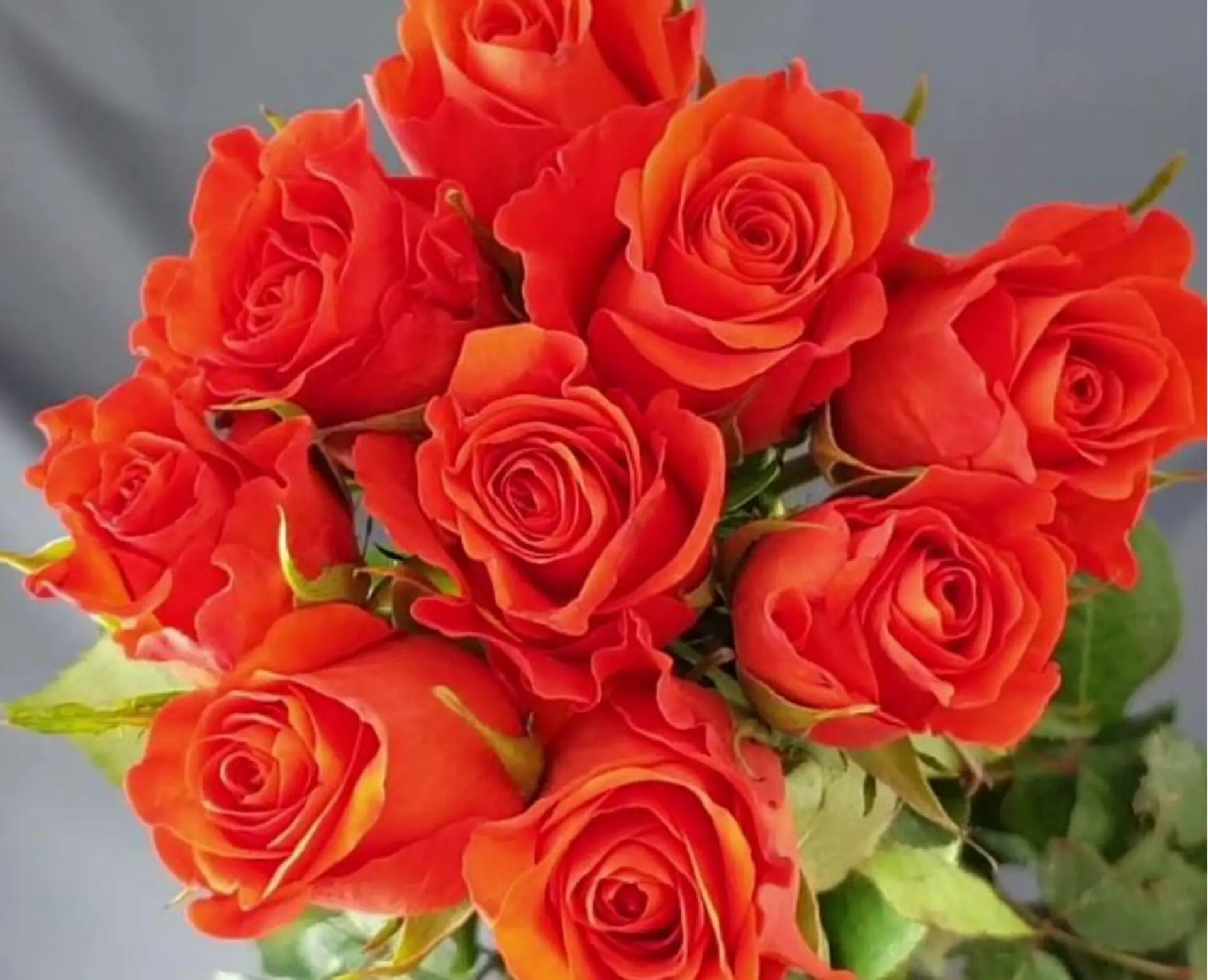 Wholesale Flower Products – Premier Flowers